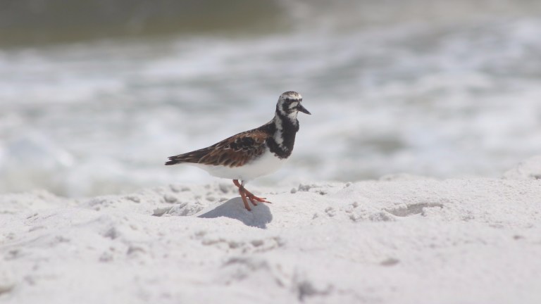 Damaris: A Little Woman with Great Faith | The Abundant Heart