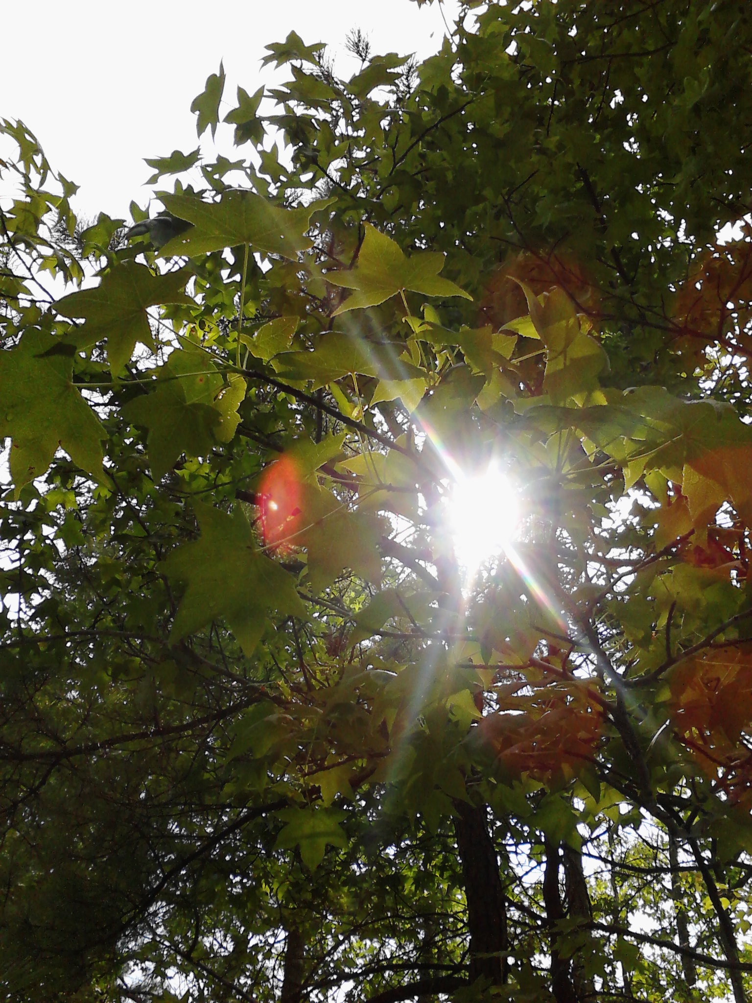 My Heart Is Fixed ~ Psalm 57 | The Abundant Heart